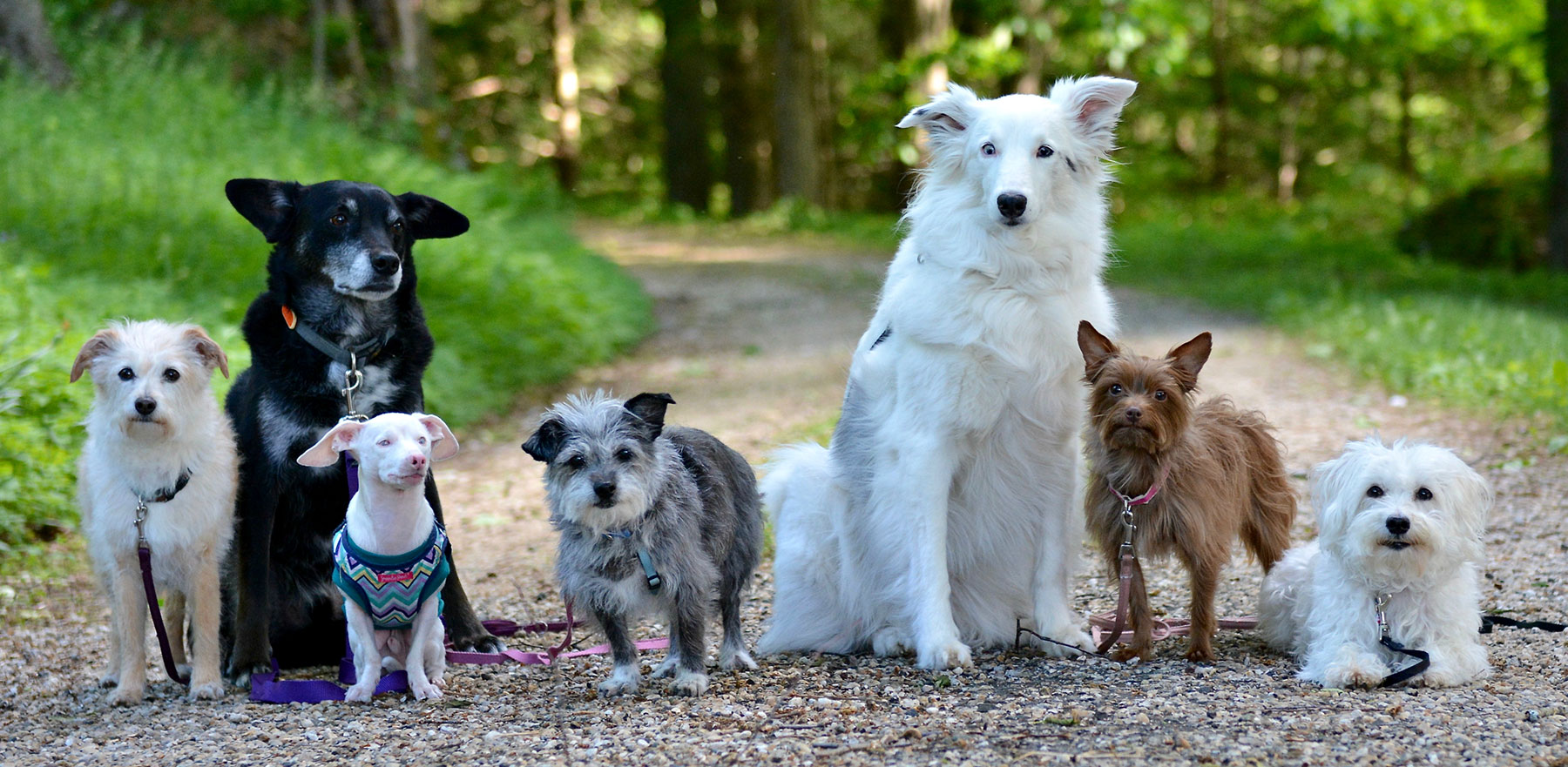Piglet’s Pack - Piglet, the deaf blind pink puppy