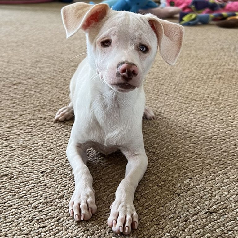 Piglet’s Pack - Piglet, the deaf blind pink puppy